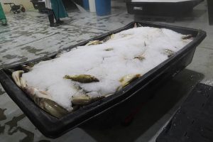 Red Lake Fishery – The Freshest Fish, The Most Positive Outcomes – Wild ...